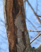 Bacterial Wetwood/Slime Flux | Four Seasons Tree Care Services