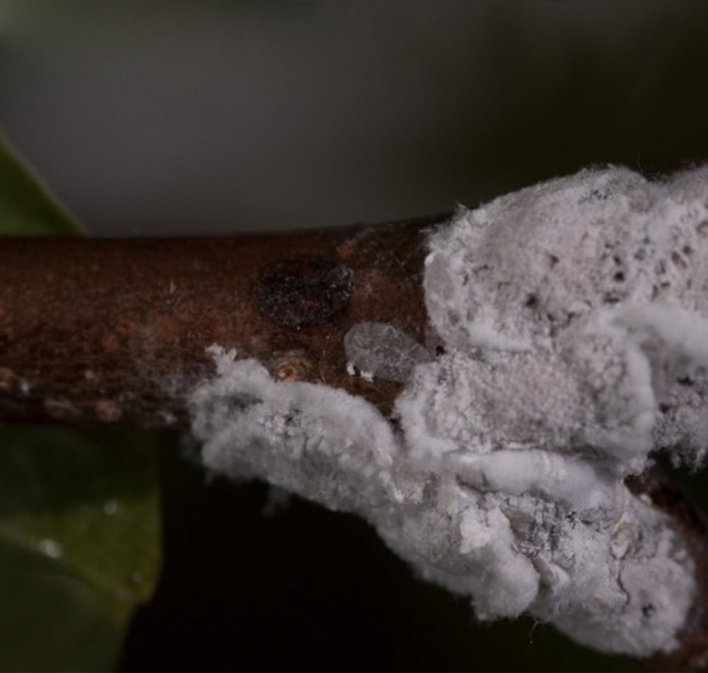 magnoliaScale - Four Seasons Tree Care