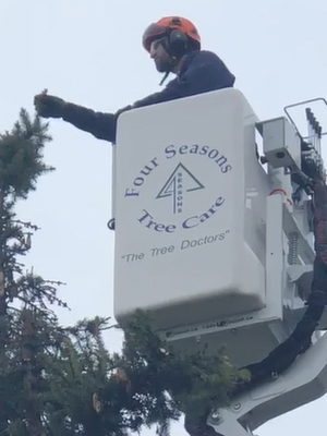 Four Seasons Tree Care - Tree Care Services